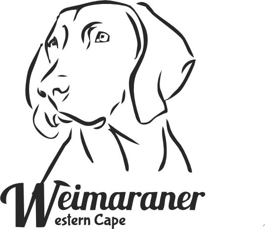 About - Weimaraner Western Cape